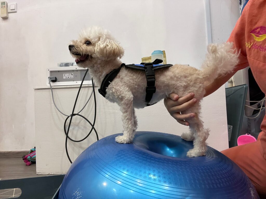 Physical Therapy for Dogs and Cats - RehabVet Clinic