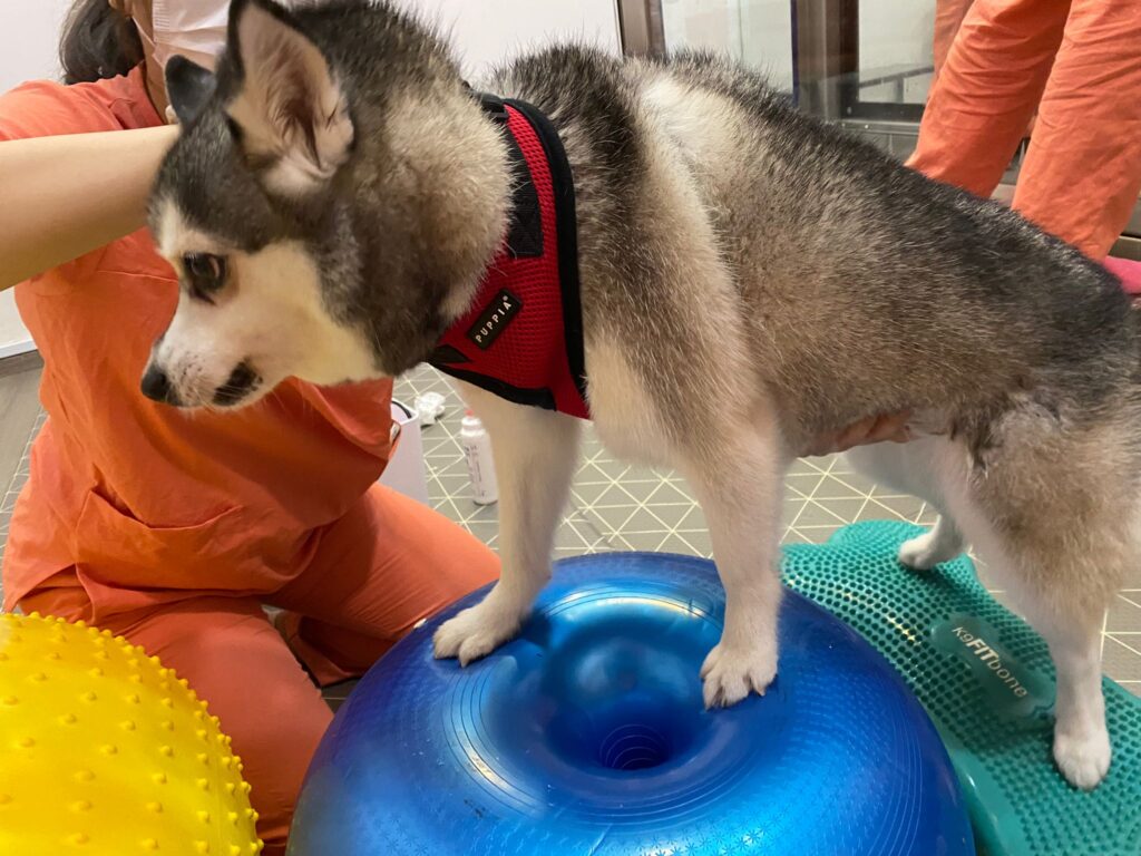 Canine Rehabilitation Proprioception Exercises - RehabVet Clinic