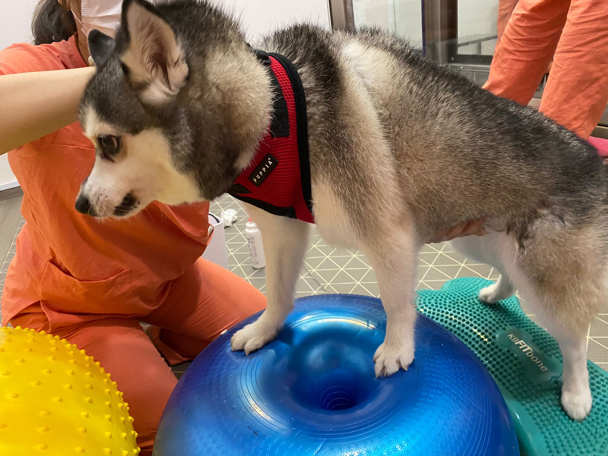 Canine Rehabilitation Proprioception Exercises - RehabVet Clinic