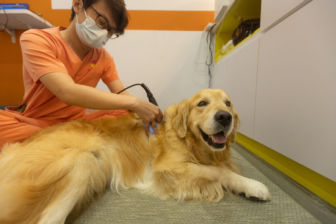 Ultrasound Therapy for Dogs and Cats - RehabVet Clinic