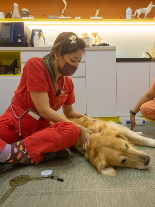 TCVM Tui-Na for Dogs and Cats - RehabVet Clinic