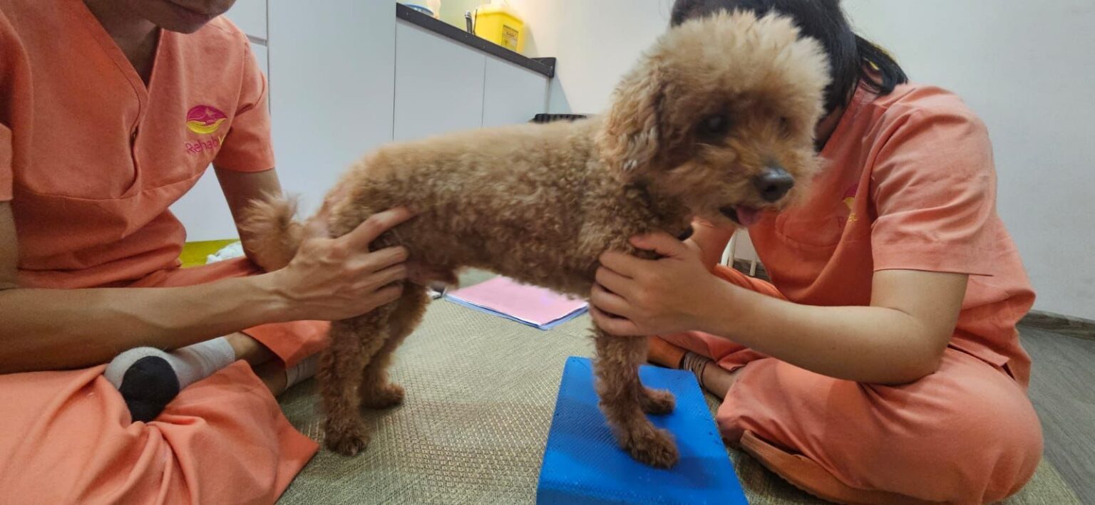 Top Reasons Why Your Dog’s Legs May Be Weak—and How to Help | RehabVet ...